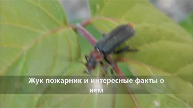 Жук пожарник и интересные факты о нем.