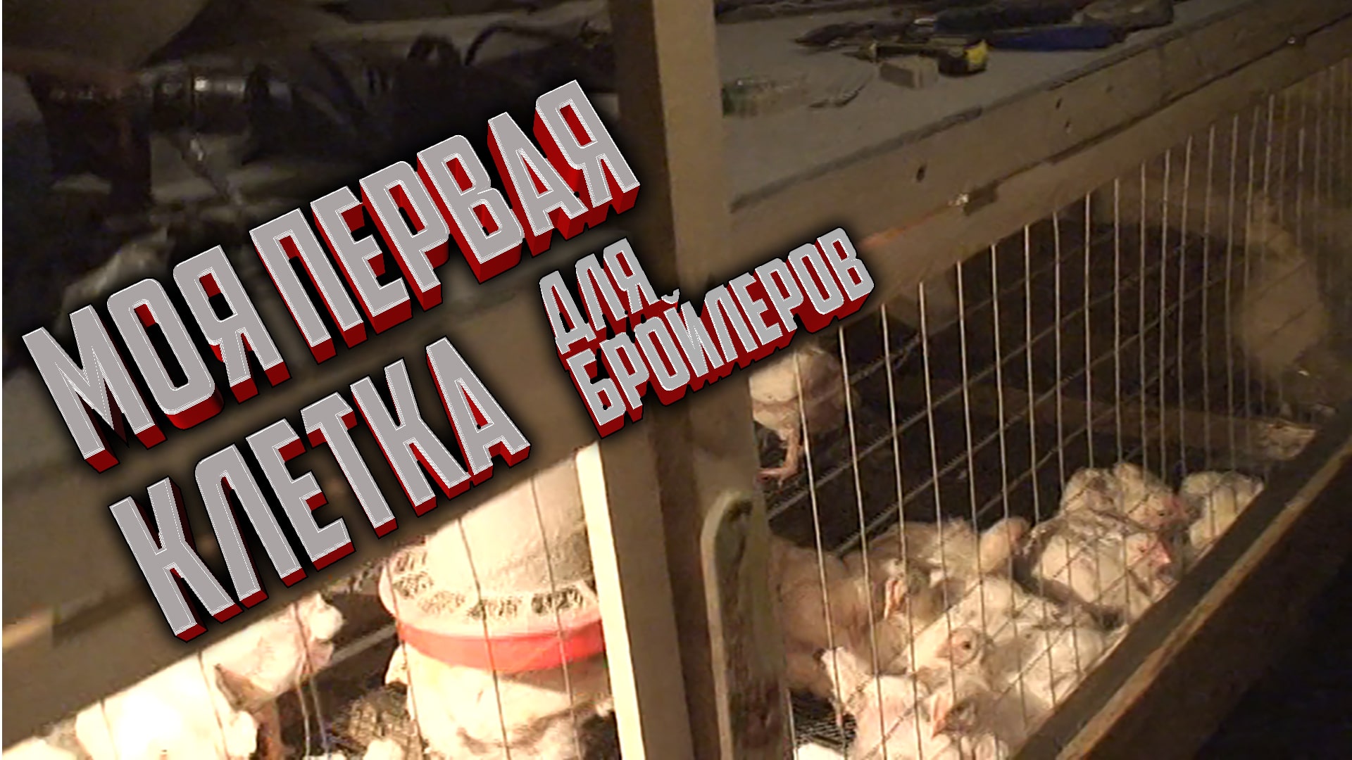 Как я начинал выращивать бройлеров и моя первая клетка для бройлеров.