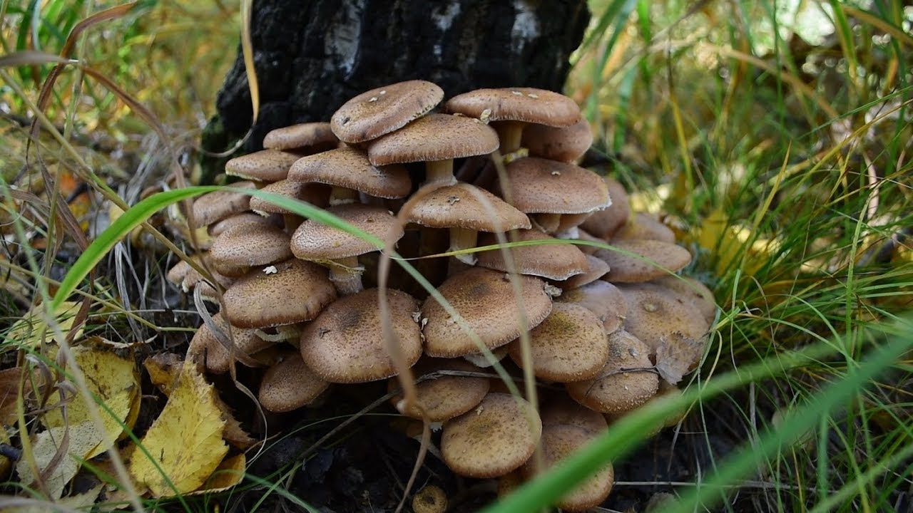 ПО ГРИБЫ 23 ОКТЯБРЯ 2020, АДЫГЕЯ, МАЙКОПСКИЙ РАЙОН