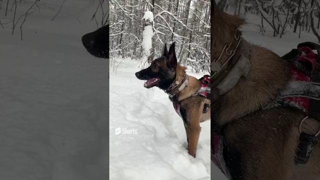 больше всех хочет кусаться ?