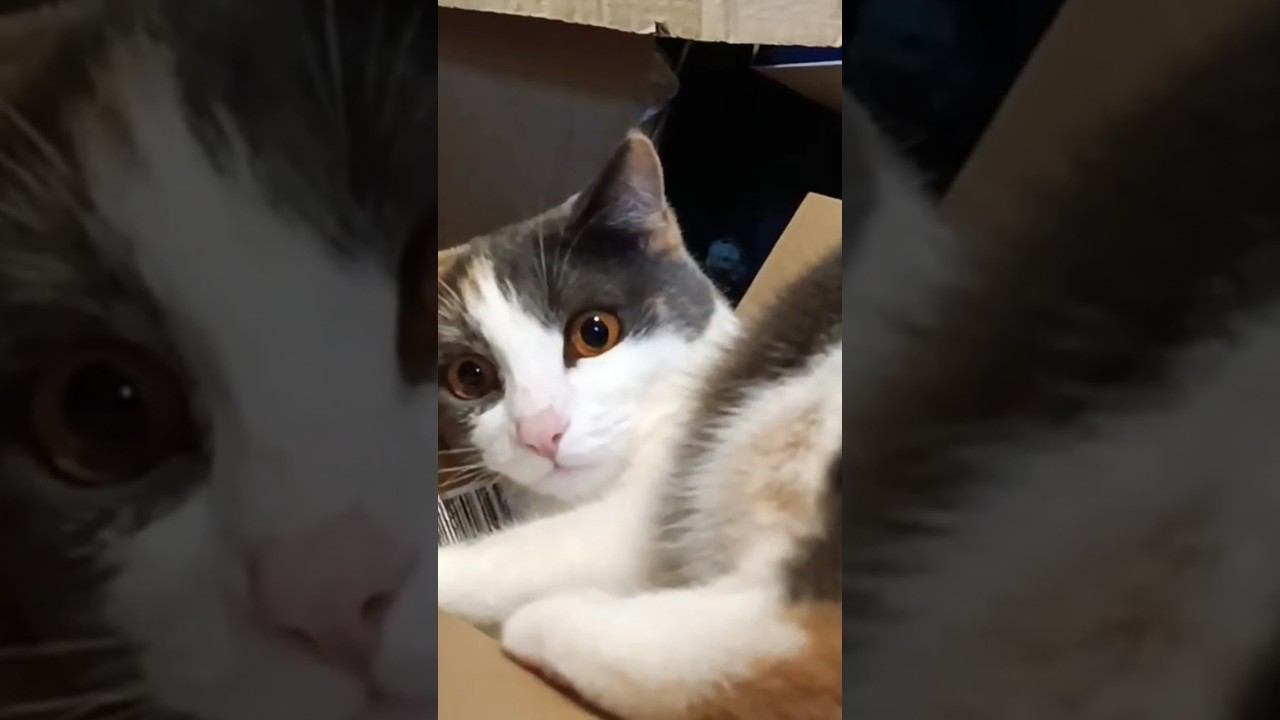 У тебя пердачок торчит  #всегопонемногу #юмор #кошки #котики #коты #кошка #приколыскотами