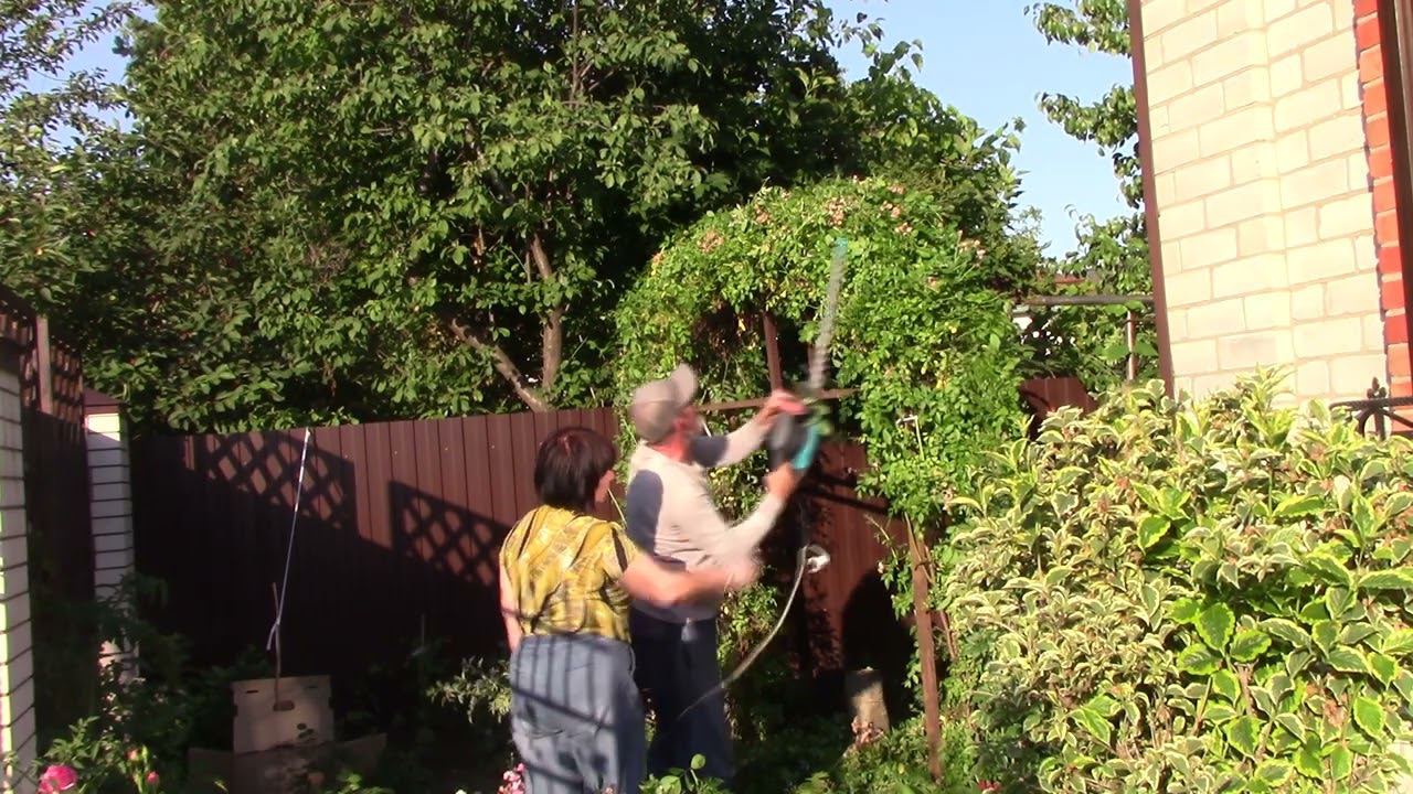 Модная прическа  плетистой розы. Стрижка рамблеров, роз, цветущих однократно.