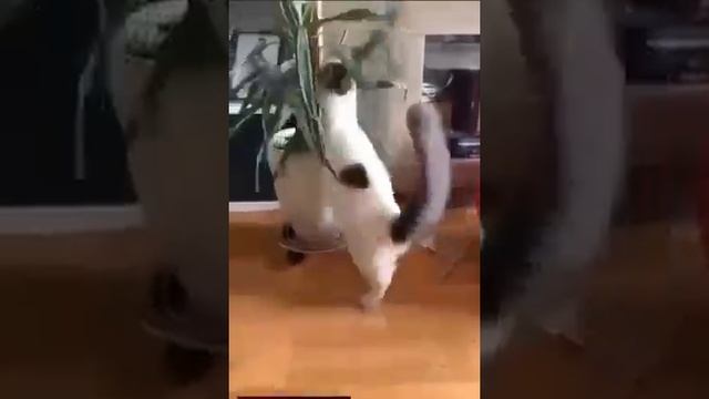 Смотри как умею.