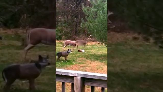 Олень в шоке