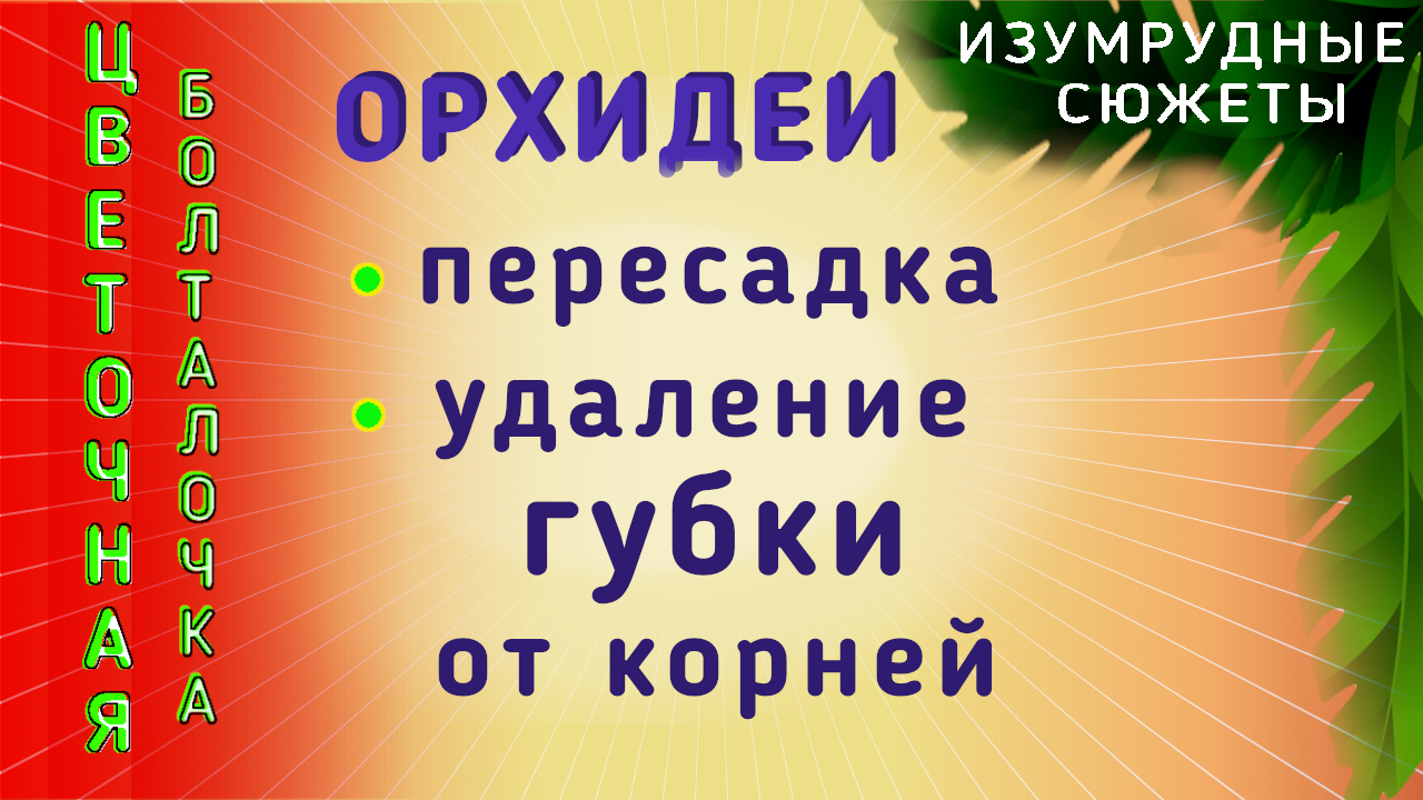 Орхидея || Пересадка Орхидеи. Удаление Губки От Корней. Гниль на корнях.