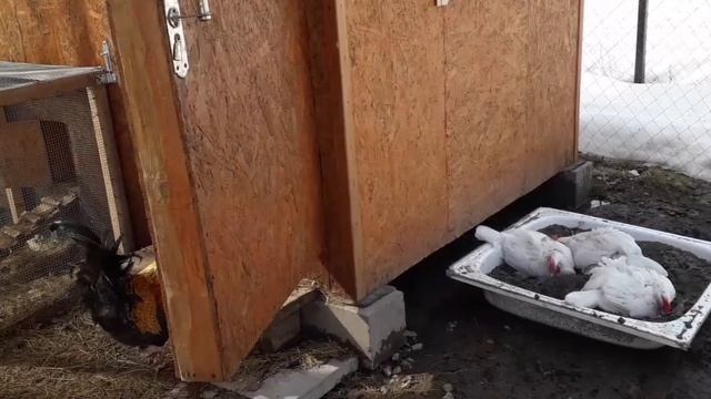 Купание кур. Куры на даче. Уход за курами.
Как купаются куры.