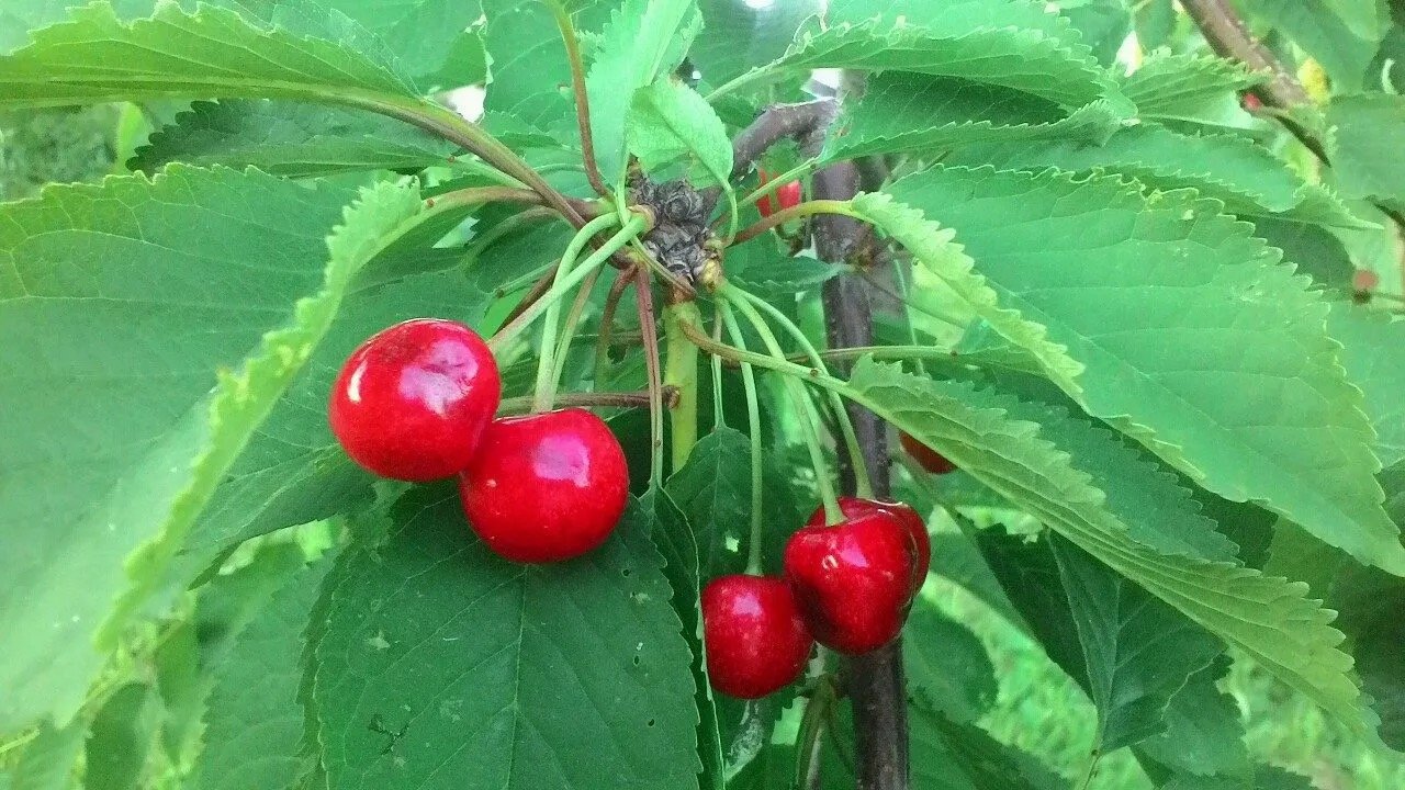 Весенняя обрезка черешни в Подмосковье .