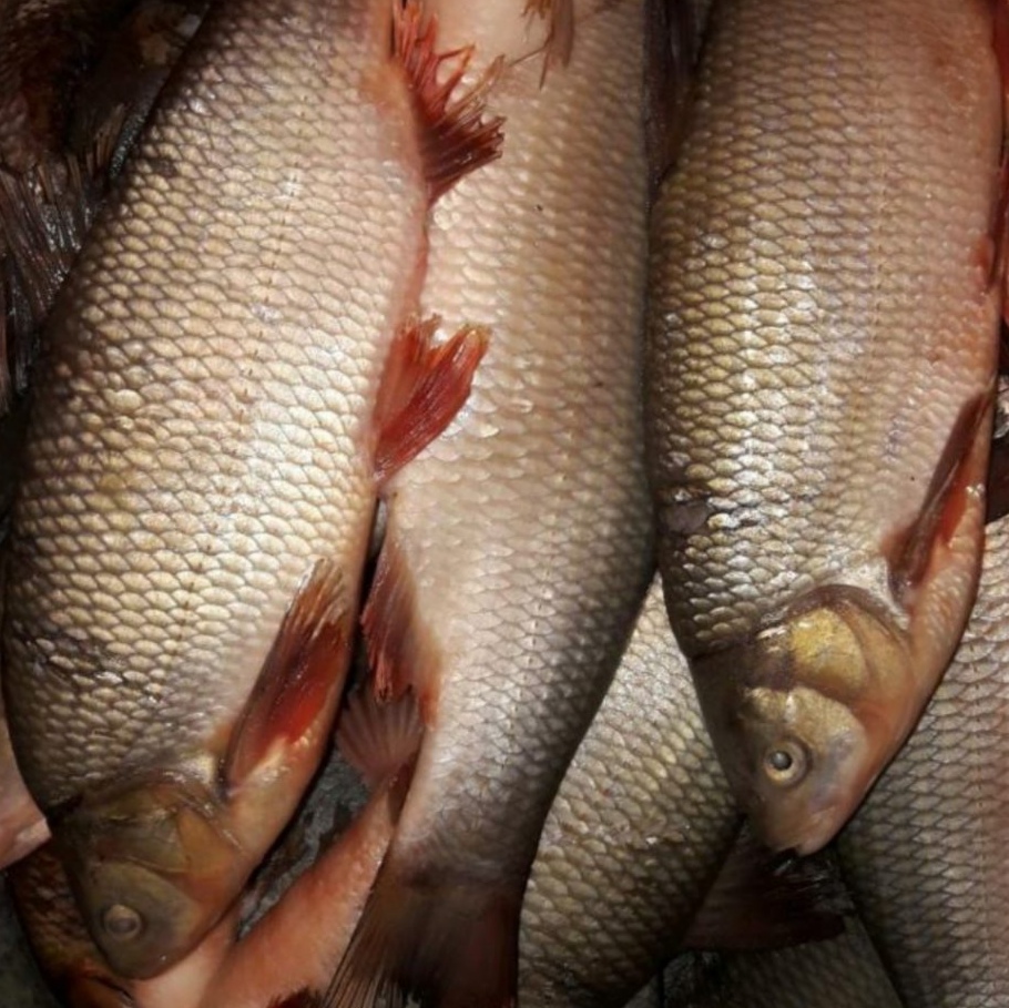 Рыбалка Новосибирск. Белые росы. 14 сентября 2021.