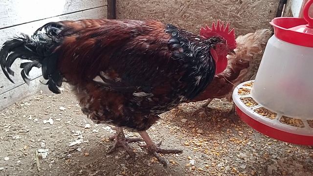 Индоутки в морозы. Я думала они не выживут