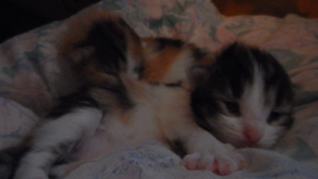 Котятам неделя