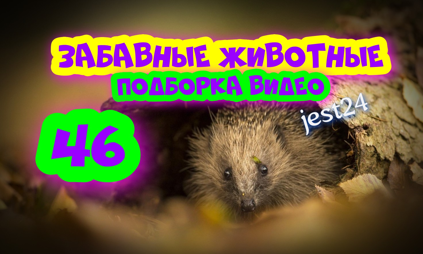 Забавные животные / Подборка видео №46