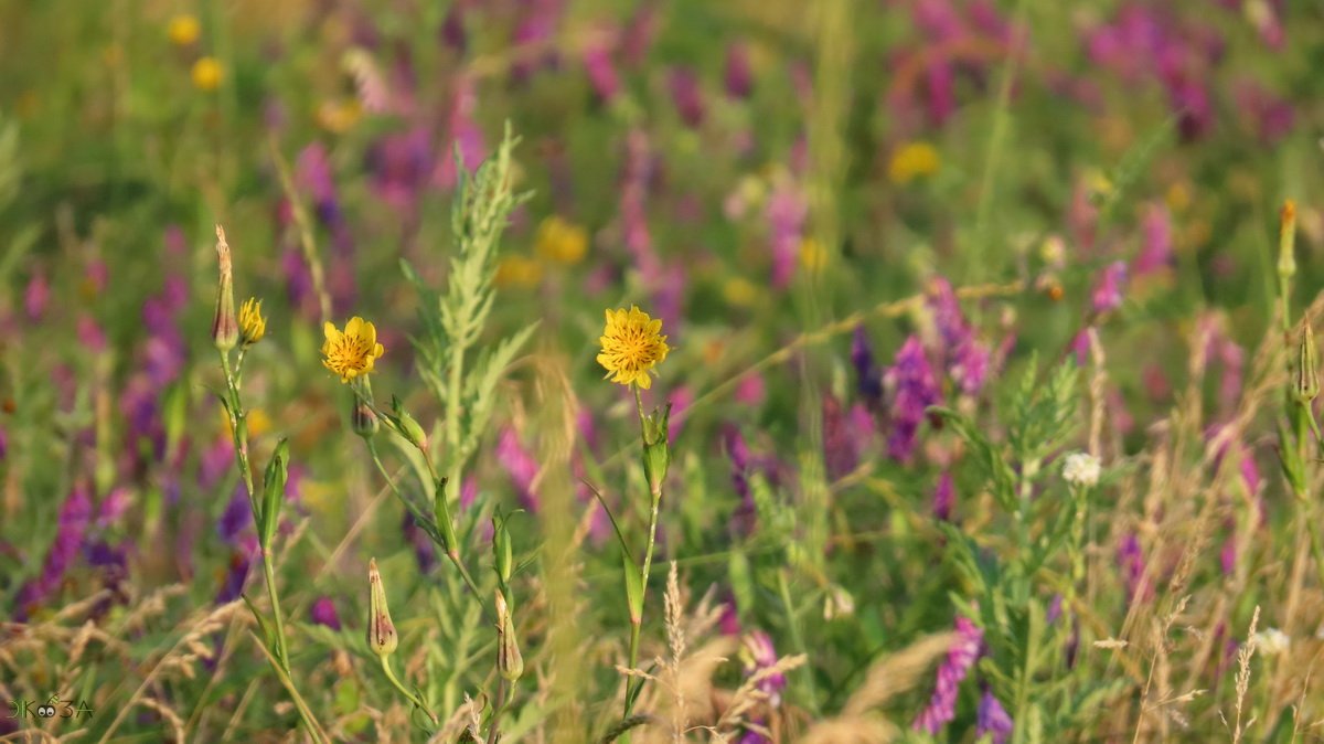 Луг на рассвете