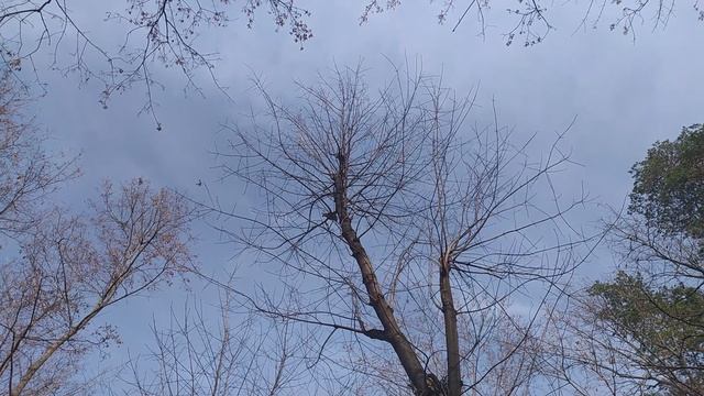 КОТ ПО ДЕРЕВЬЯМ ПРЫГАЕТ ЗА БЕЛКОЙ