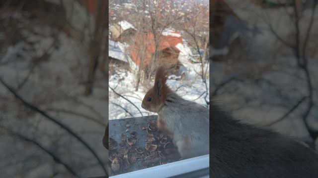 Почти домашняя белочка