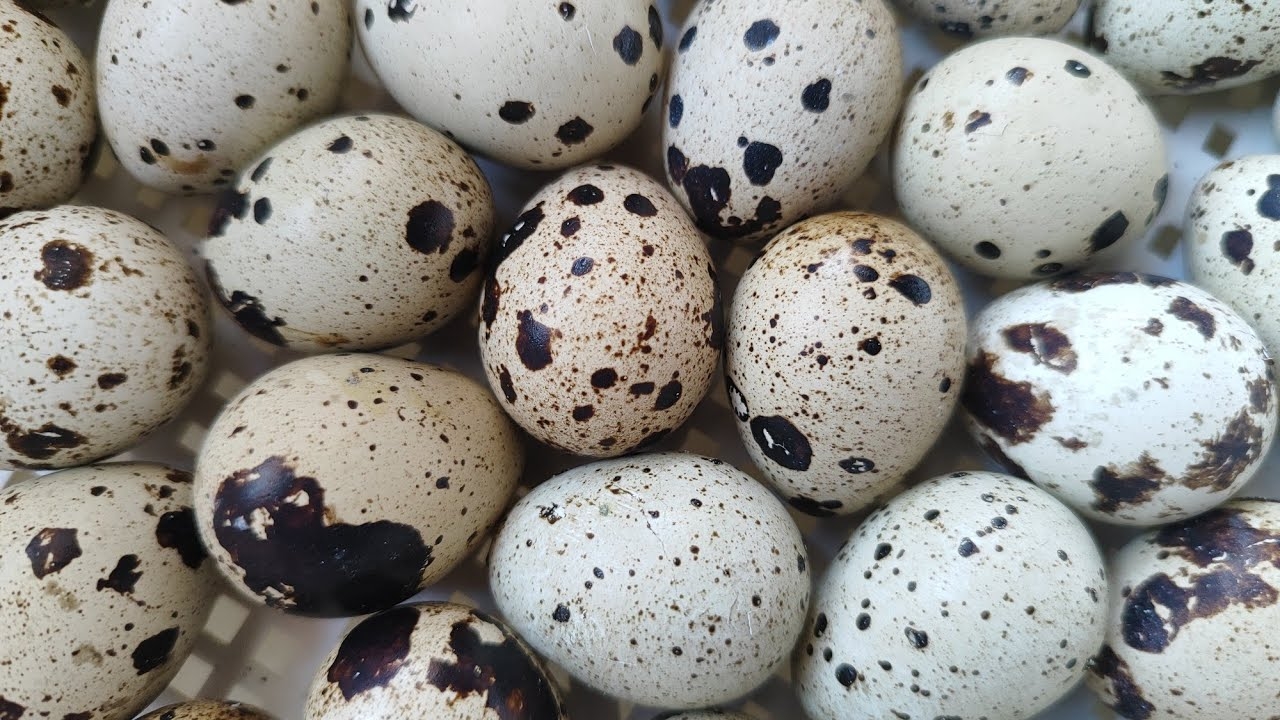 За час до вылупа перепелок!🐣 #перепелки #птенцы #инкубация #яйцо