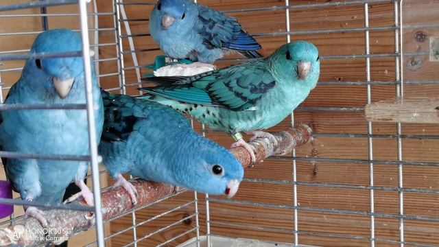 Кормление птенцов попугаев Катерины