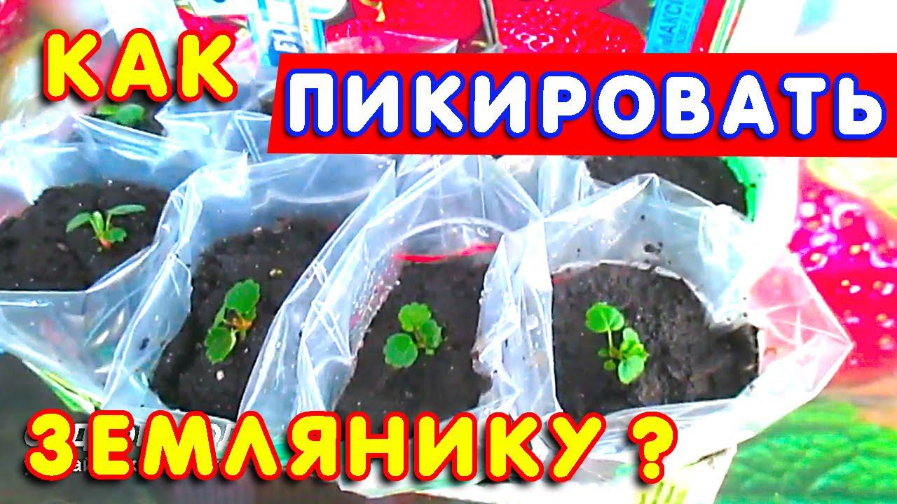 ПИКИРОВКА ЗЕМЛЯНИКИ: как правильно ПИКИРОВАТЬ землянику из семян КРУПНЫМ ПЛАНОМ
