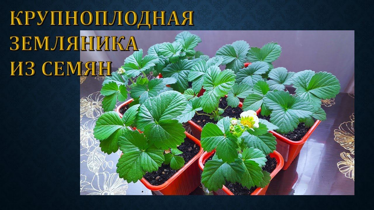 Крупноплодная земляника из семян? Легко!? Обзор рассады из семян 11 сортов