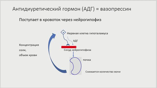 Эндокринная система (часть 2). Регуляция секреции гормонов