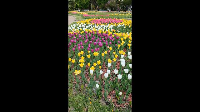 Тюльпаны (1) #акспетр77 #акспетр #петраксенов #akspetr77 #akspetr #petrakseov