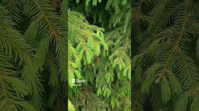 Варенье из шишек . #варенье #полезныесвойства  #кухонная магия #вареньеизшишек