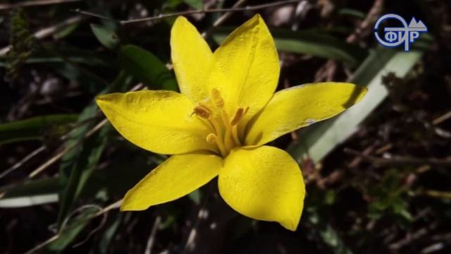 Тюльпан поникающий.