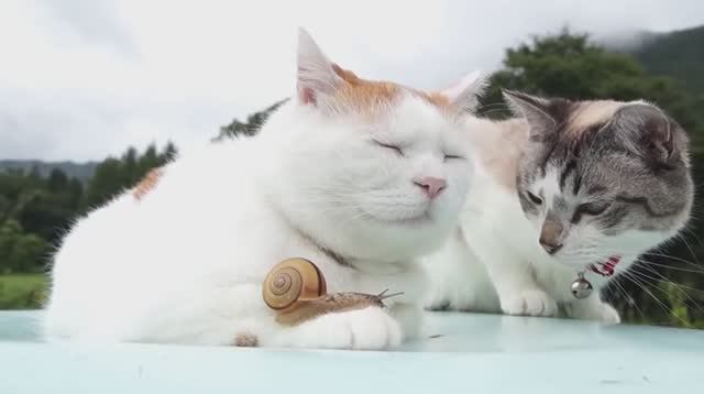 Кот-будда и улитка