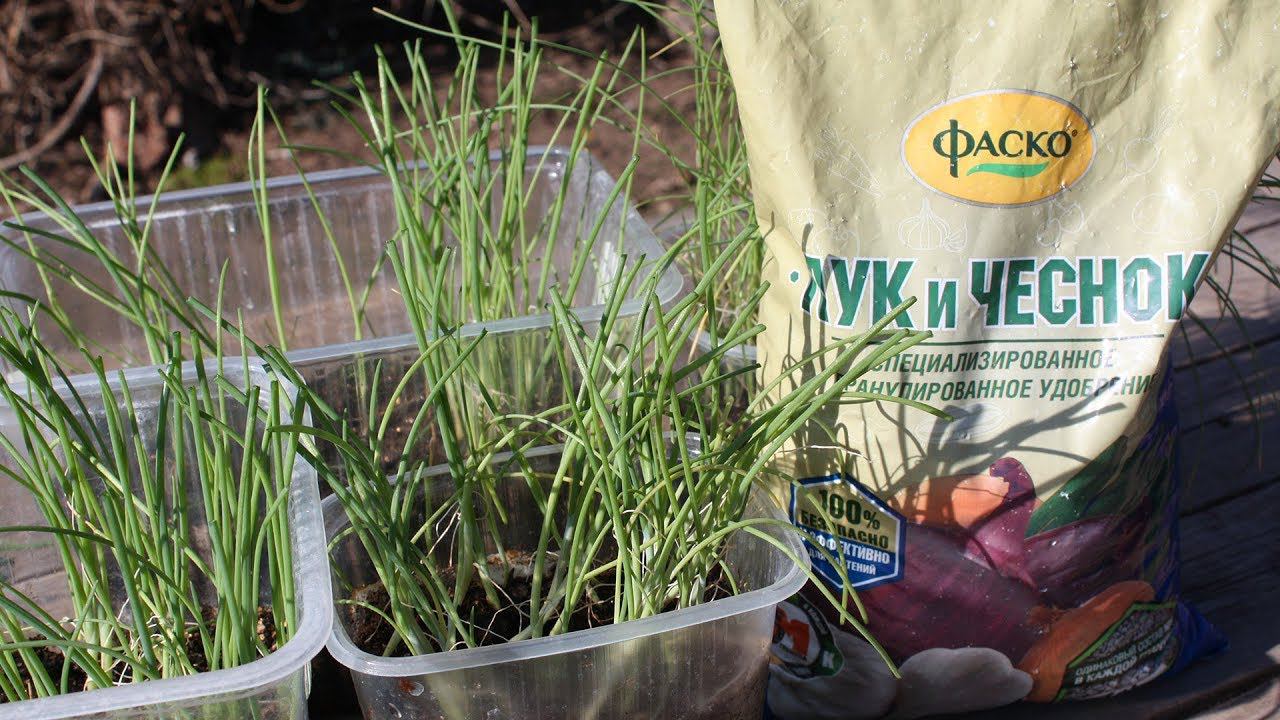 Огромный лук за один сезон  Особые подкормки для лука и чеснока