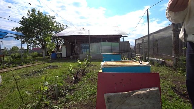 Проверяем улики с пчелами (июнь 2022 года)- часть 3. Сельский блог "В гостях у Владимира"