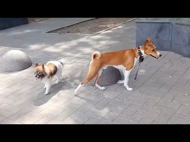 Нюхъ-нюхи выбирают дорогу сами! Лео катается с горки. | Лео & Джоли