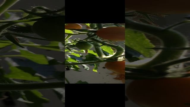 Томаты вверх корнями на балконе