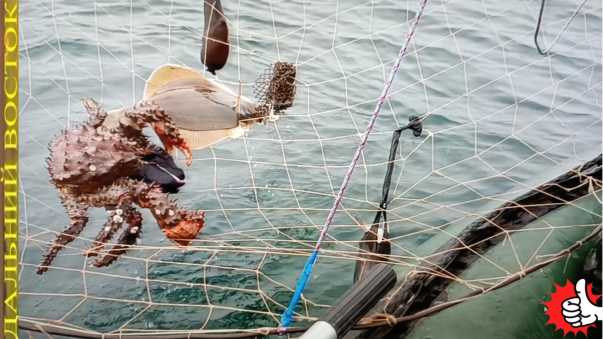 Shorts#  Краб. Проверка кружка.Охотское море..avi