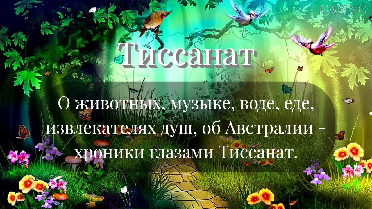 #143 О животных, музыке, воде, еде, об извлекателях душ и об Австралии - хроники глазами Тиссанат.