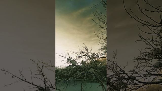 Утро за городом ❄️? Ленобласть ❤️??