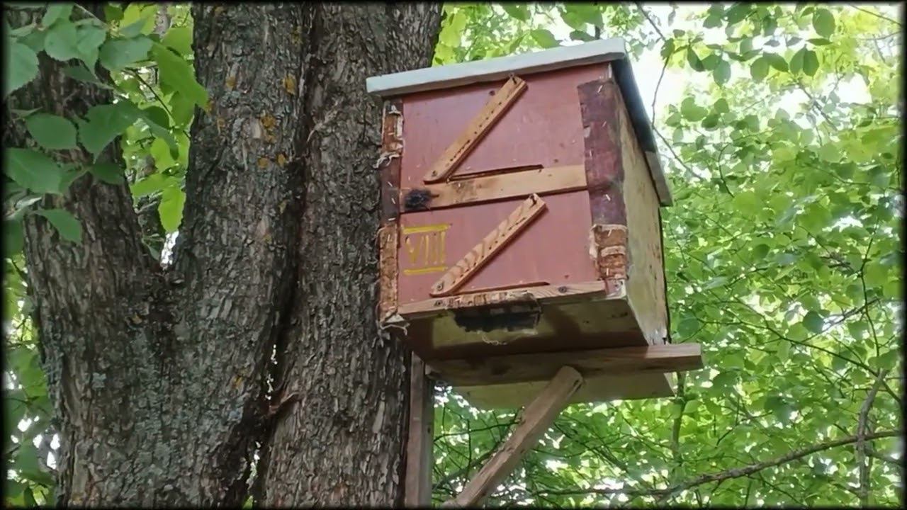 Проверка ловушек.Попался рой.Пчеловодство.Нефтекамск.