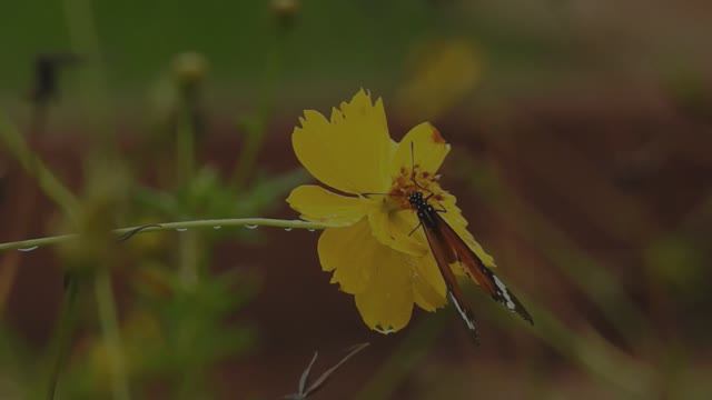 Легкий ветерок Лар. Мерзлякова -муз., Люб. Чернышова -стихи, Наталья Ежкова - исп.,Ник.Рыжов -аранж.