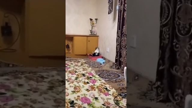 Газовая атака поразила самого агрессора!