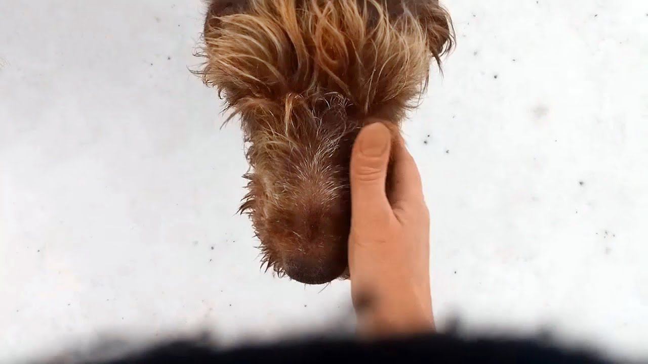 ДОВЕРИЕ. Мой найдёныш, немецкая легавая Кетцаль. Пятый день знакомства