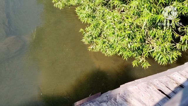 Киржач, типографский мост?, прогулка с родственниками.