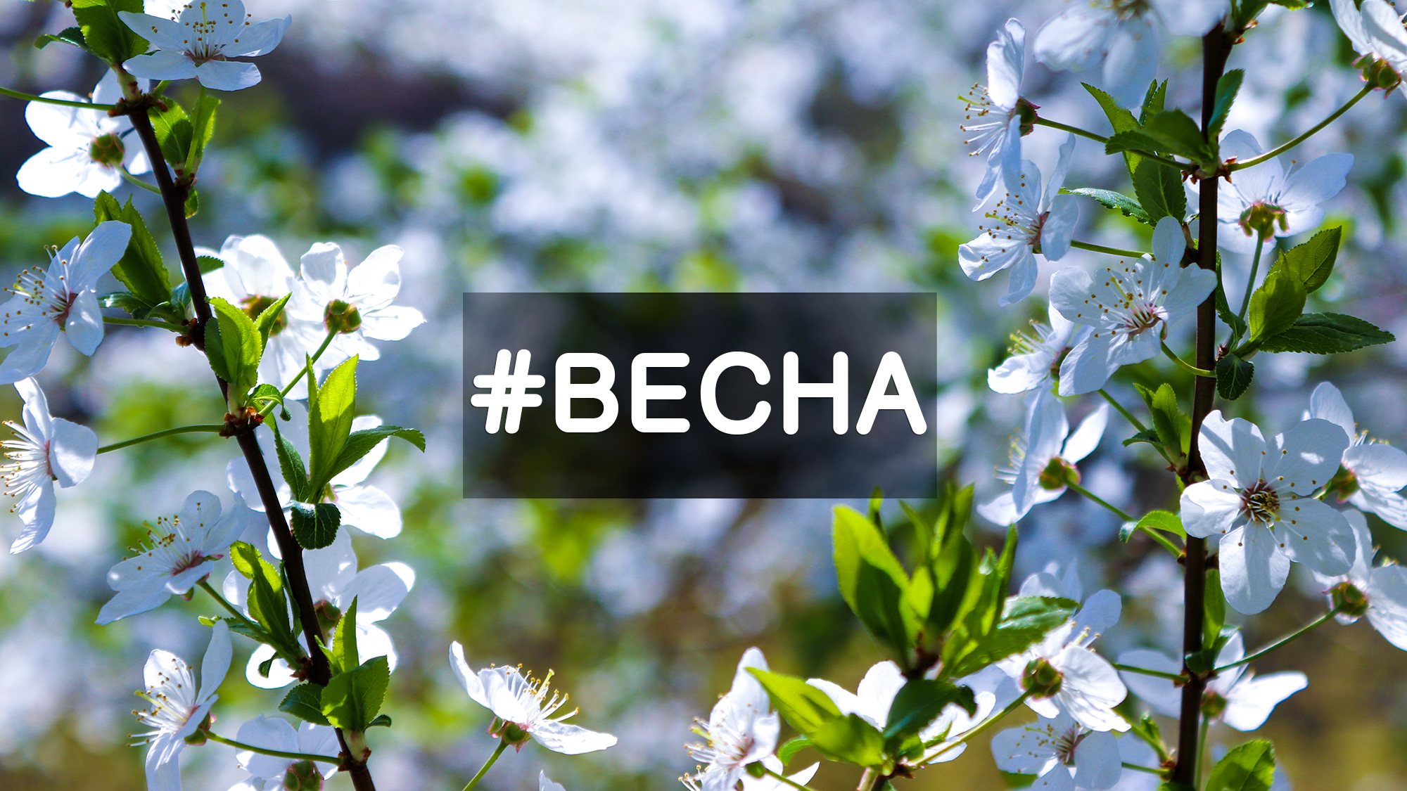 # ВЕСНА – чудо пробуждения природы (Москва) | Релакс, звуки природы | # SPRING