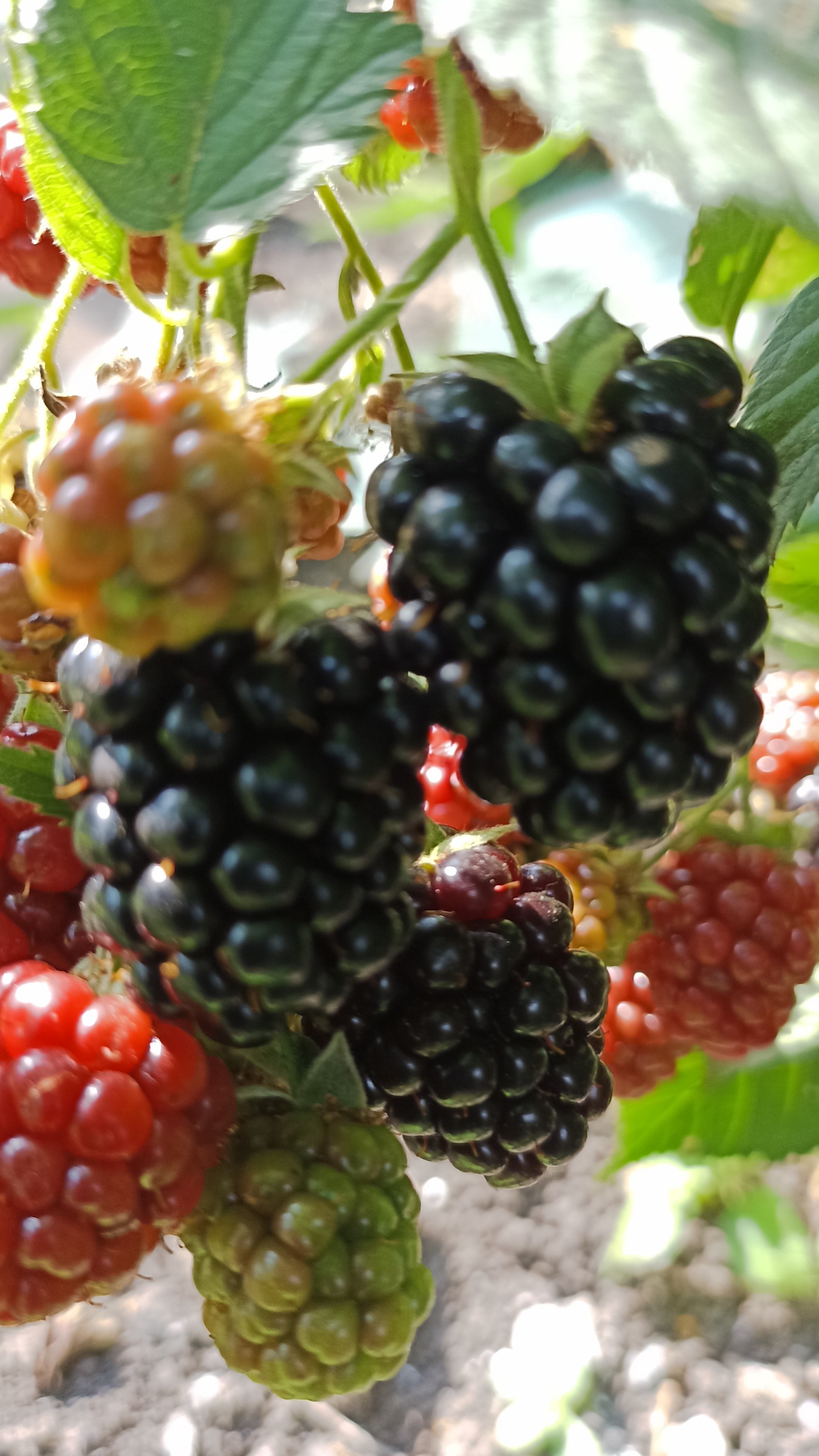 Наша ежевика