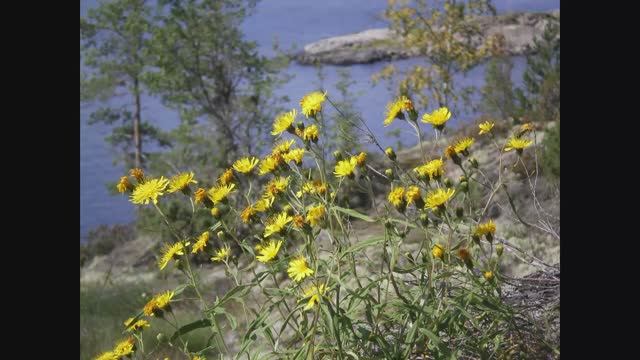 5. Ладожское озеро Цветы на скалах.mpg