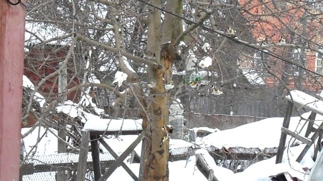 09.03.2022 Птичий базар