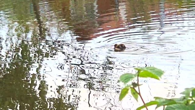 Кряква с выводком
