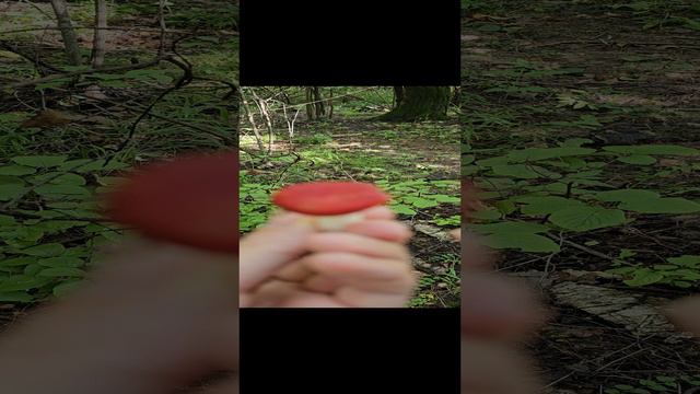 съела несъедобный гриб