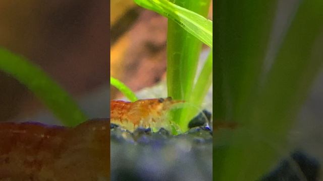 Аквариумные креветки вишня видео