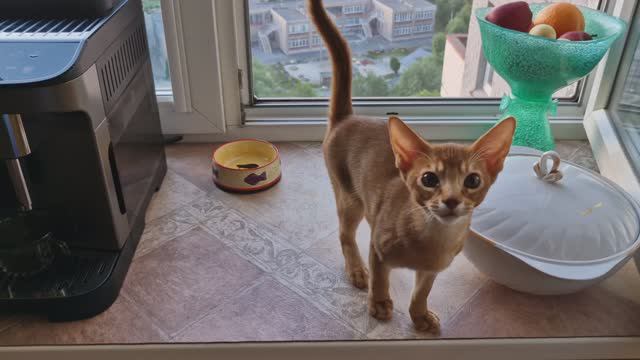 Абиссинец Кай - 4 месяца ... Тумба-юмба на подоконнике )