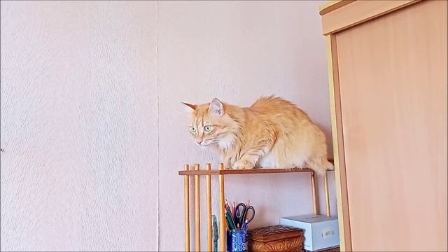 Рыжий Басик зубы точит он кого то скушать хочет