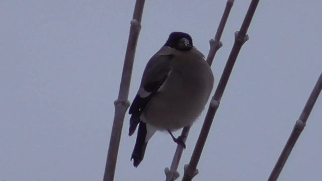 Птицы зимой. Снегири, канюк, ворон