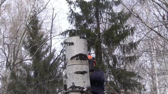 Все видео_Завеска берёзки.mp4